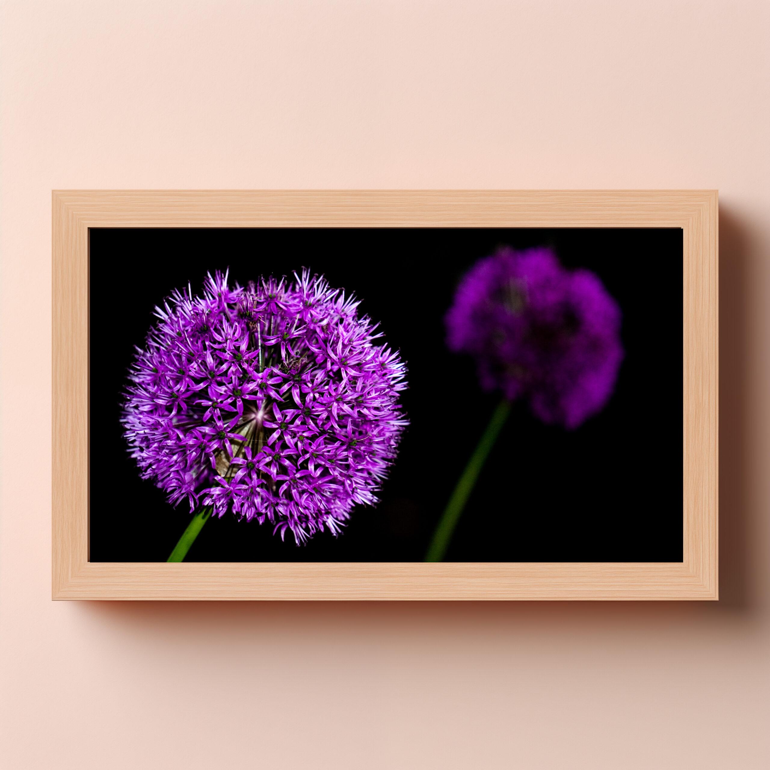 Purple Flower Photo Print - Eden and Dane